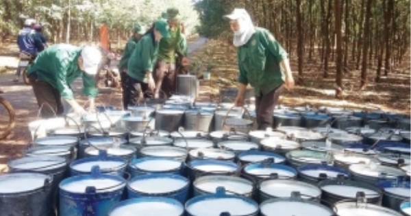 Vietnam ramps up rubber imports from South Korea and China to meet ...