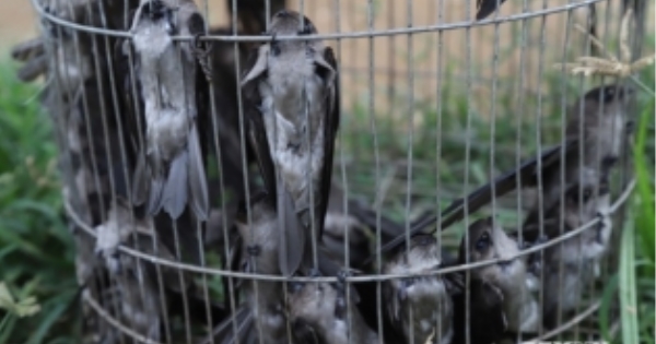 Clip calls for protection of wild birds