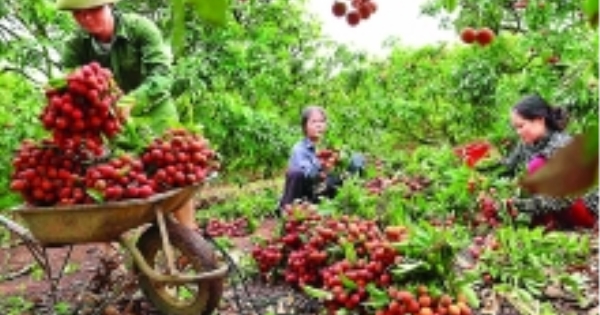 Vietnam’s fruit & vegetable sector eyes bright export prospects