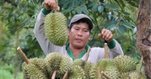 Vietnam’s fruit, vegetable exports likely to set new record in 2024