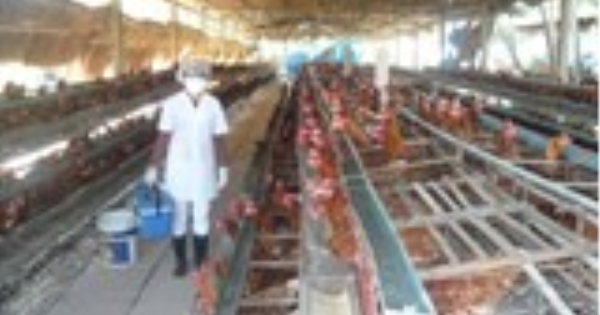 Vietnamese poultry sector seeks export