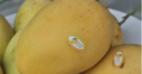 Vietnam to export Cat Chu mangoes to Japan