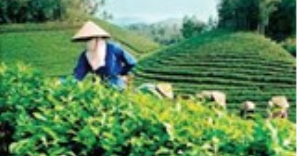 Planning tea industry towards sustainable development