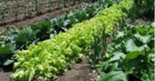 Japanese firm to implement organic vegetable project in Ha Nam