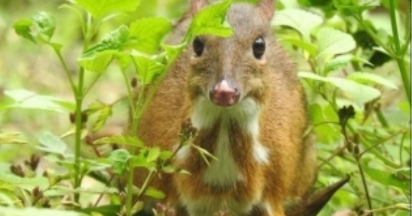 National programme for endangered wildlife species conservation approved