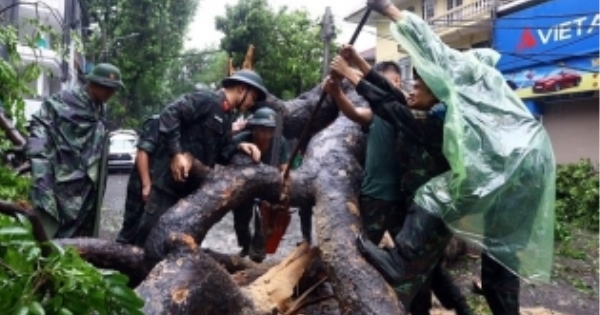 Hà Nội to protect and restore trees after typhoon Yagi