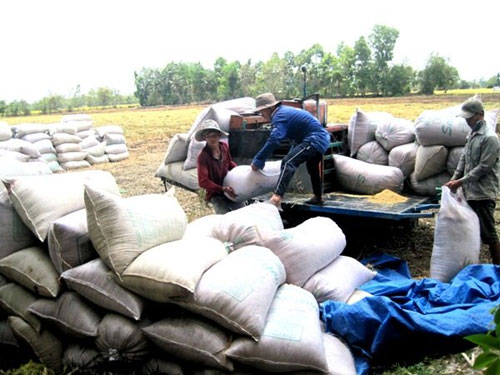 Vietnamese rice exporters warned of Chinese “trap”