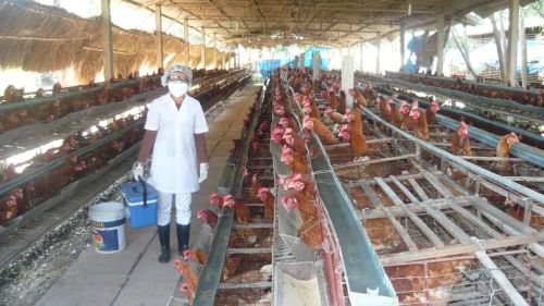 Vietnamese poultry sector seeks export